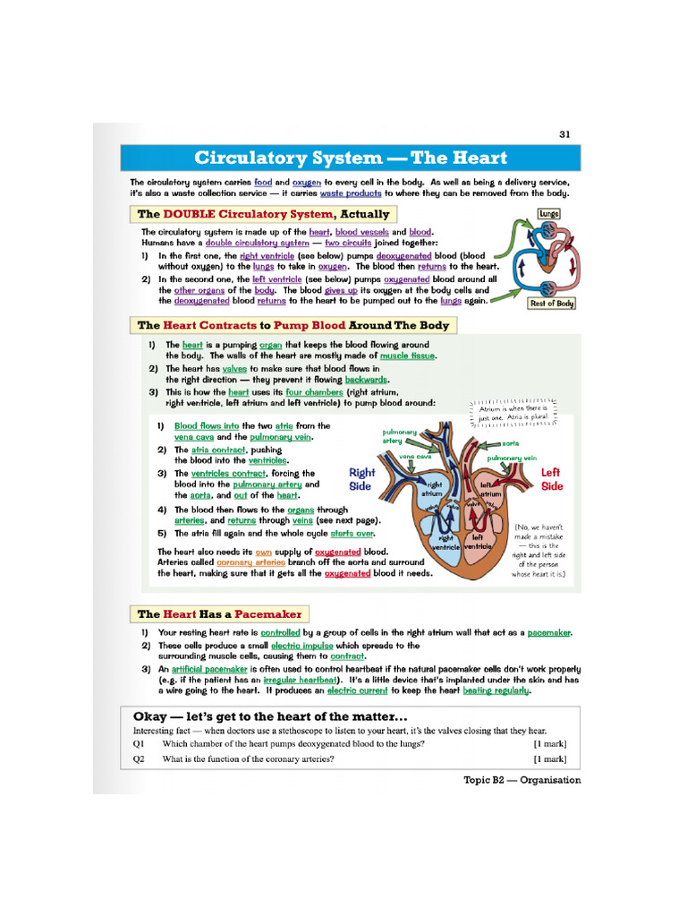 GCSE CGP Combined Sciences Circulatory System The Heart | PDF