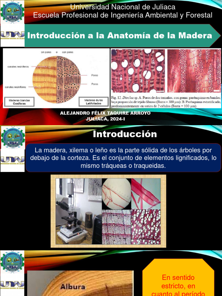 Sesión #01 Anatomia y Propiedades de La Madera-2024-I | PDF | Madera ...