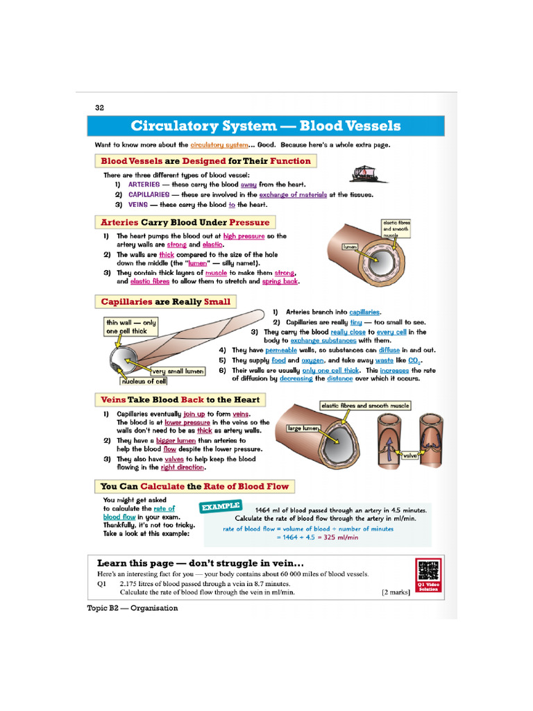GCSE Circulatory System Blood Vessels CGP Combined Sciences | PDF