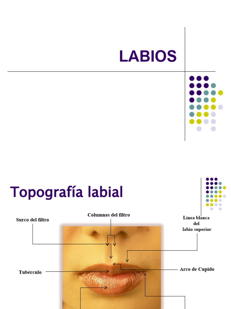 Clase 10 Cavidad Bucal 2 | PDF | Labio | Lengua