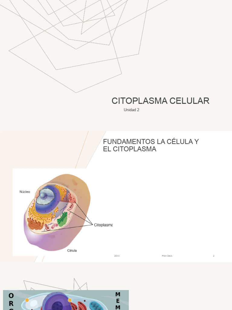 Celula y El Citoplasma | PDF | Citoplasma | Biología Celular)