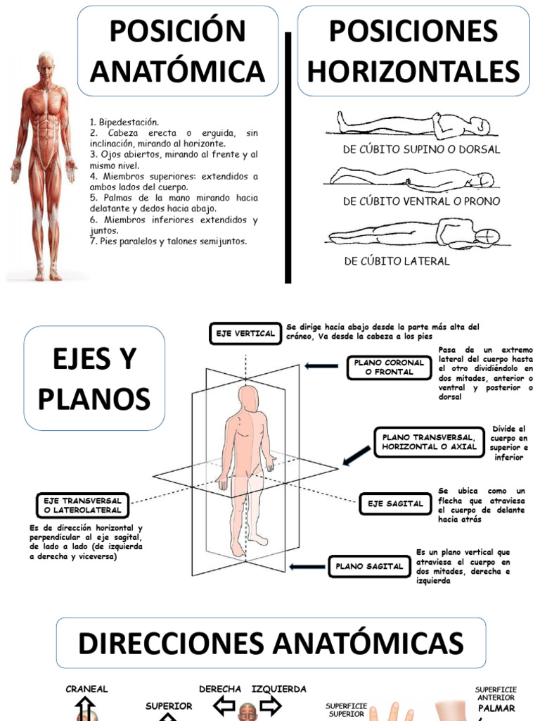Fichas Anatomía | PDF | Términos anatómicos de ubicación | Anatomía humana