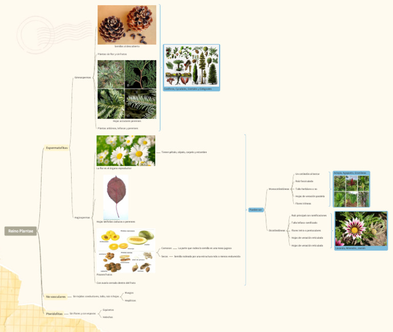 Mapa Conceptual Gimnospermas-Angiospermas | PDF | Hoja | Tallo de la planta