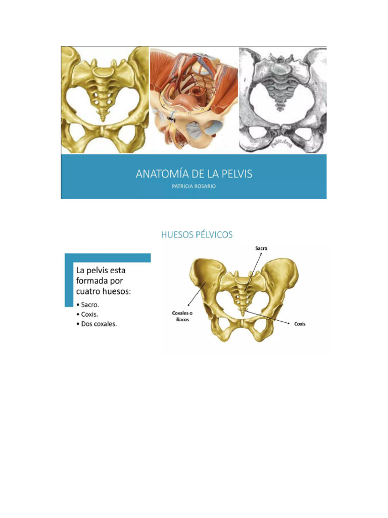 Anatomia Pelvis Femenina | PDF