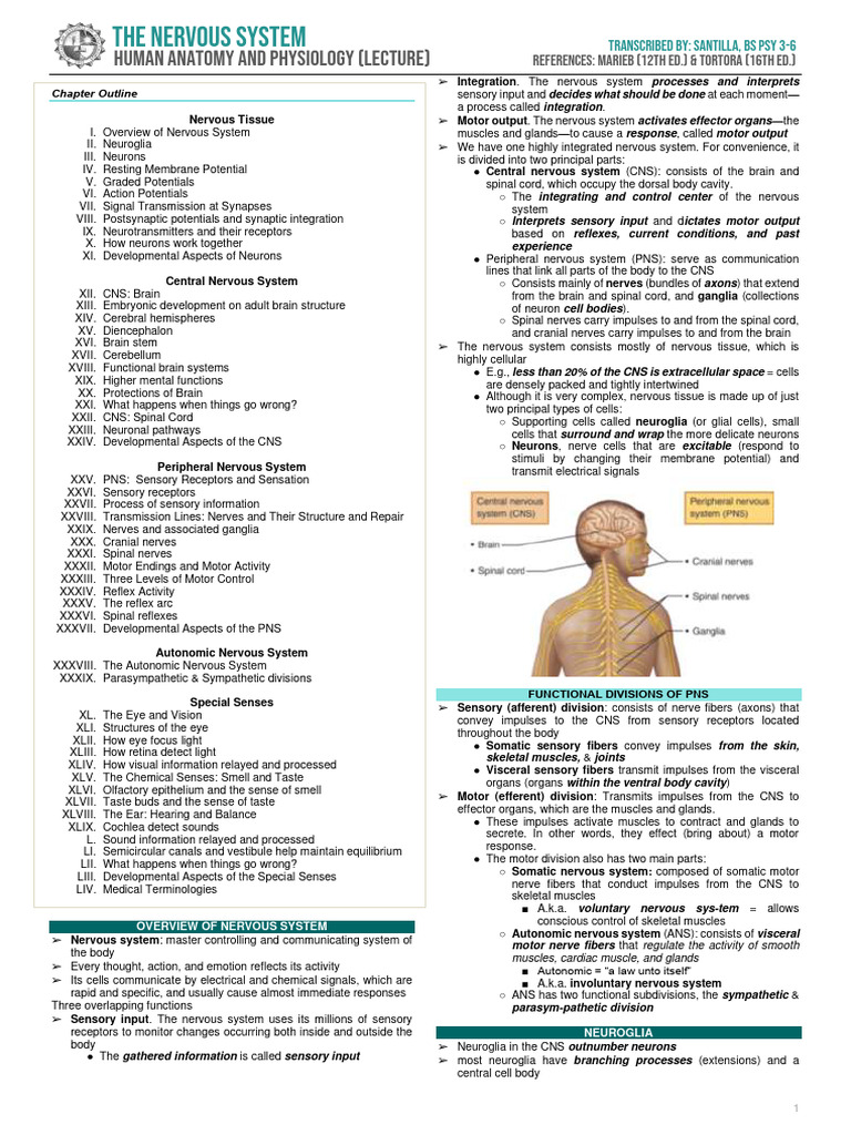 ANAPHY Nervous | PDF | Axon | Nervous System