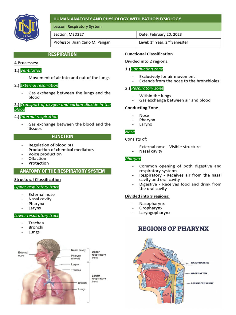 Respiratory System Anatomy & Functions | PDF | Respiratory Tract | Lung