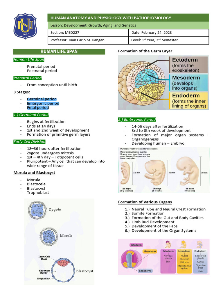 Lesson 18 - Development, Growth, Aging, and Genetics | PDF | Dominance ...