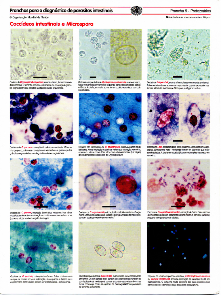 Prancha Protozoarios 5 | PDF