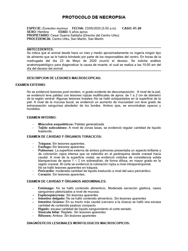 Protocolo de necropsia | PDF | Estómago | Tracto gastrointestinal