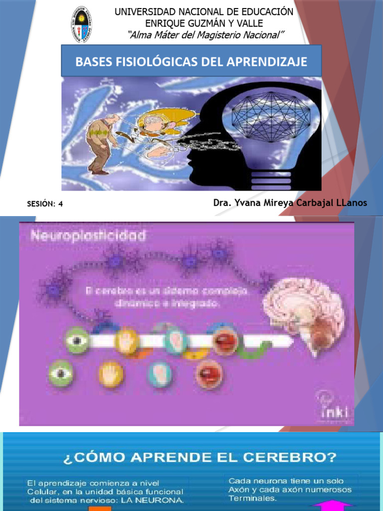 Semana 4 Bases Fisiologias Del Aprendizaje | PDF | Cerebro | Aprendizaje