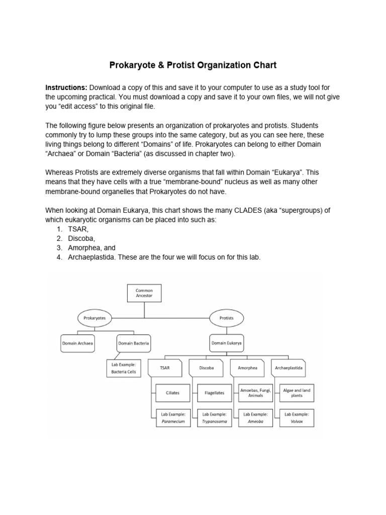 Prokaryote & Protist Organization Chart | PDF | Philosophy | Science ...