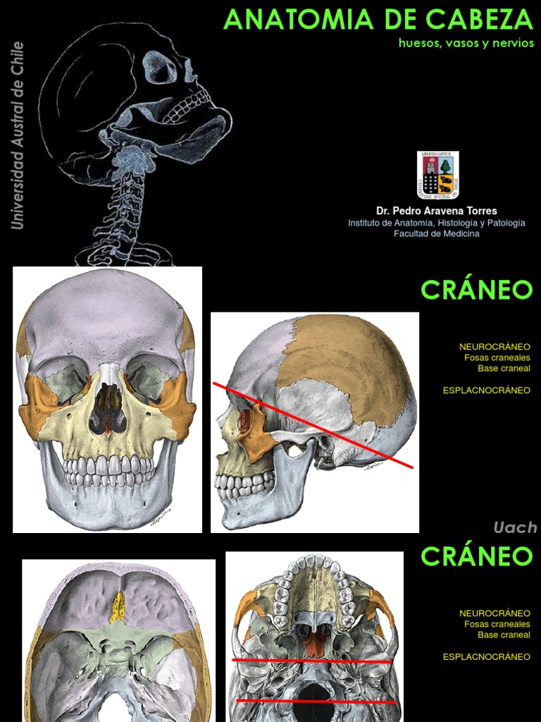 Head Anatomy Anatomía de Cabeza Univesidad Austral de Chile | PDF ...