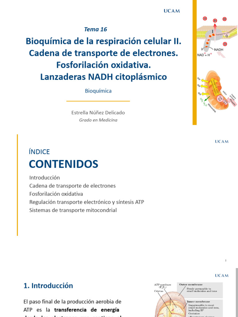 Tema 16 Cadena de Transporte de Electrones. Fosforilación Oxidativa | Descargar gratis PDF ...