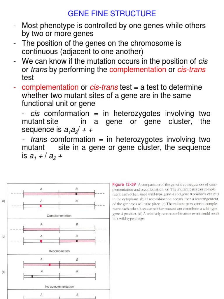 Gene Fine Structure and Complementation | PDF