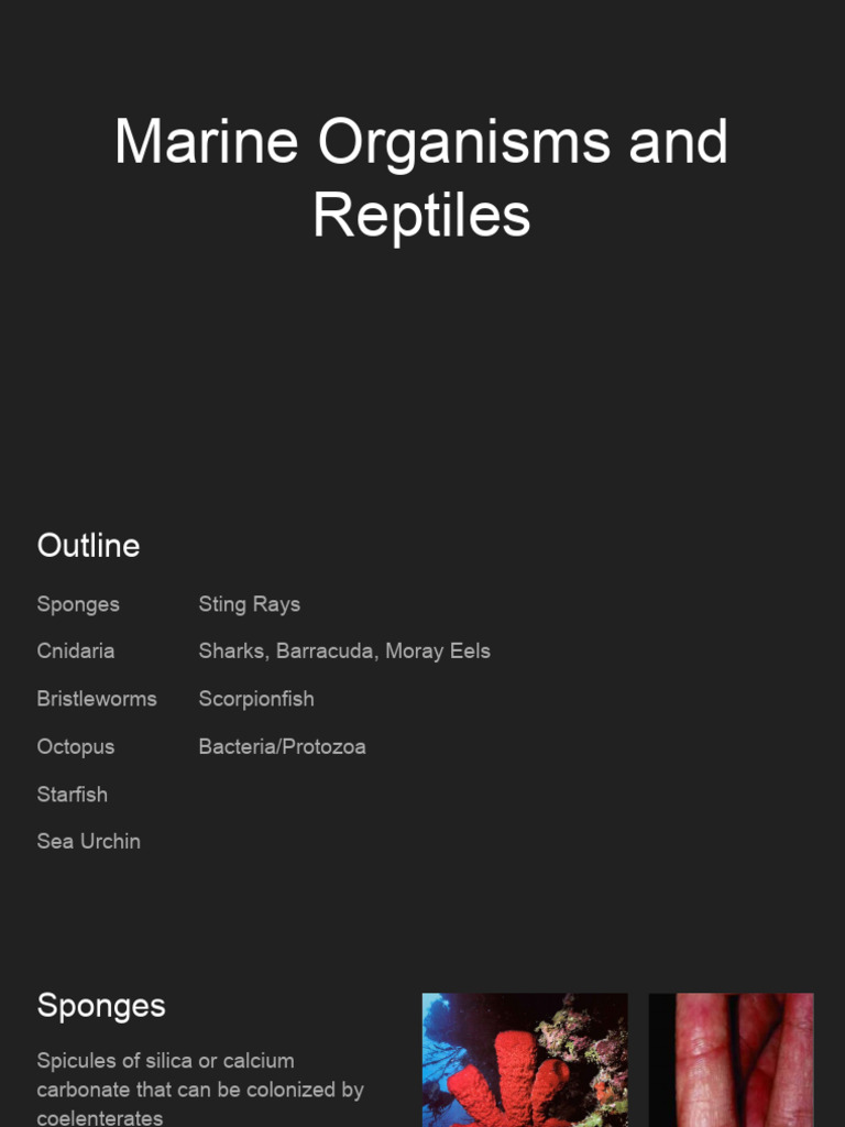 Marine Stings and Snake Bites Guide | PDF | Snake | Rattlesnake