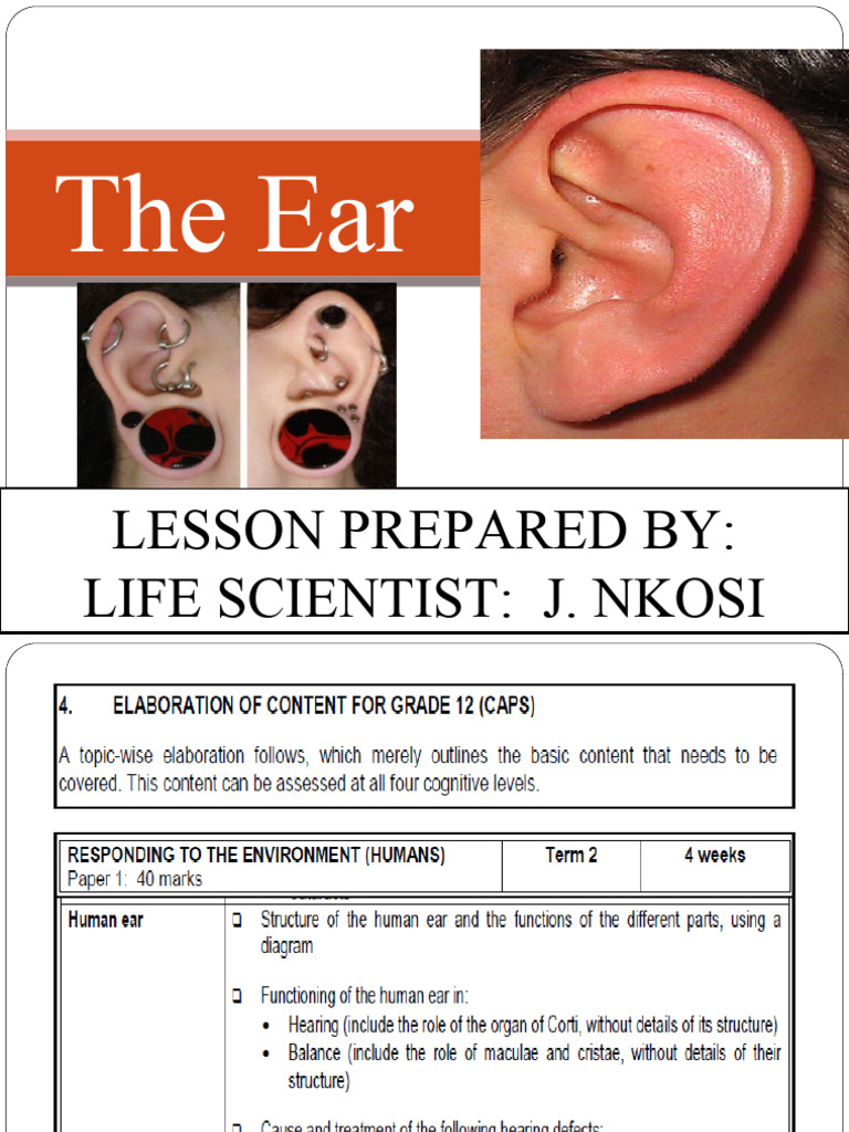 Ear Revision Lesson | PDF | Ear | Auditory System