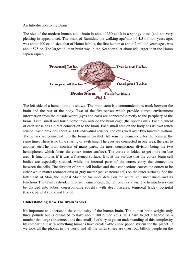 Understanding How The Brain Works | PDF | Human Brain | Brain