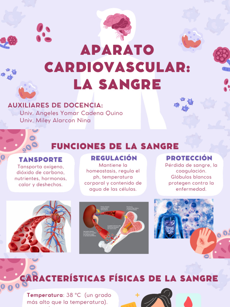 Aparato Cardiovascular La Sangre | PDF | Sangre | Plaqueta