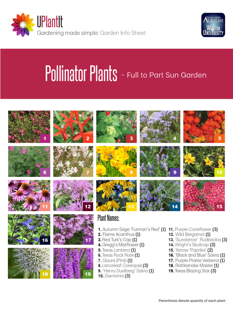 20 Pollinator-Friendly Flowering Plants | PDF | Flowers | Botany