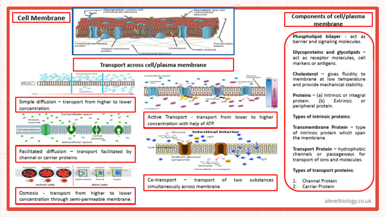 Cell Membrane | PDF | Lipid Bilayer | Cell Membrane