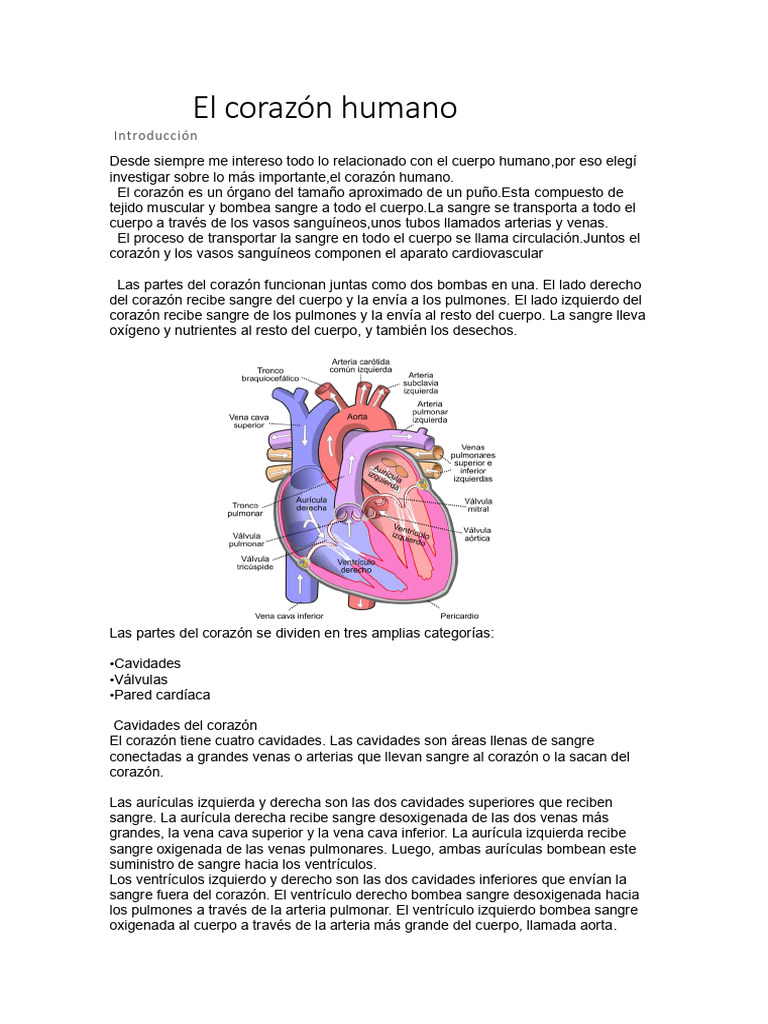 Anatomía y función del corazón humano | PDF | Corazón | Ventrículo ...