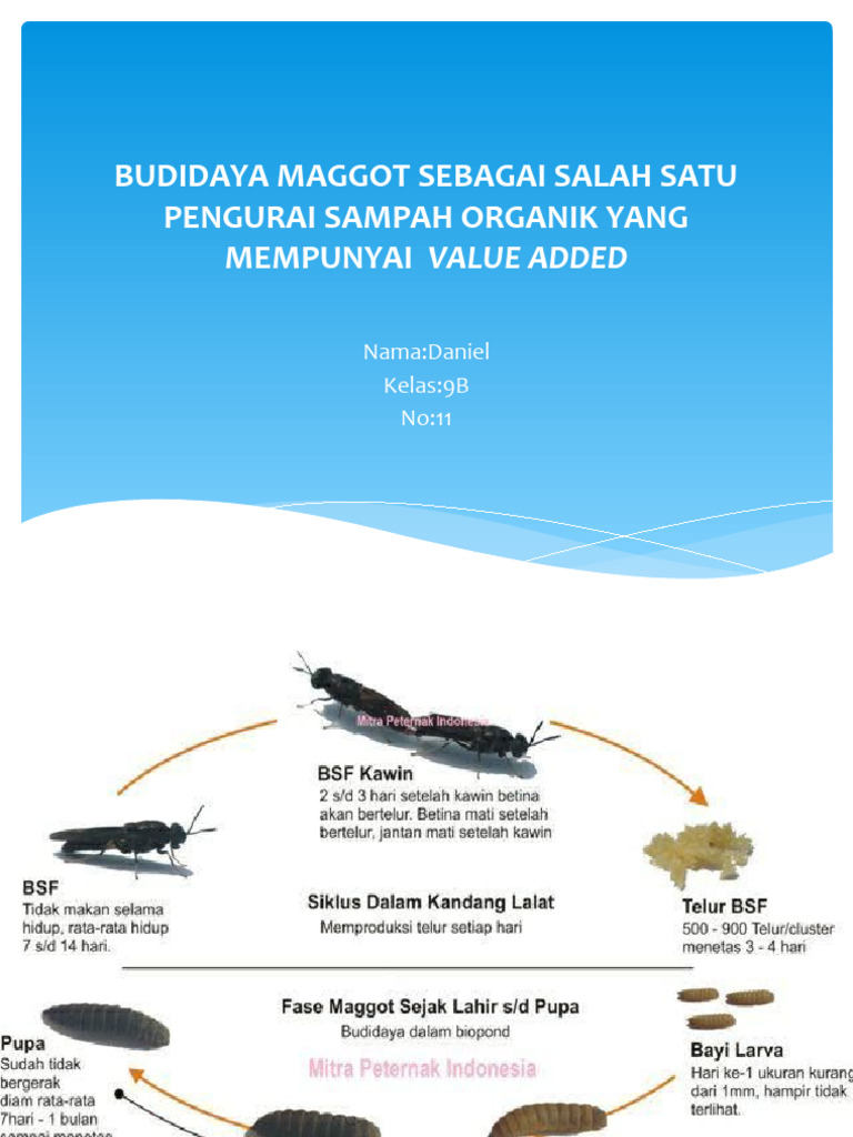 Budidaya Maggot Sebagai Salah Satu Pengurai Sampah Organik | PDF