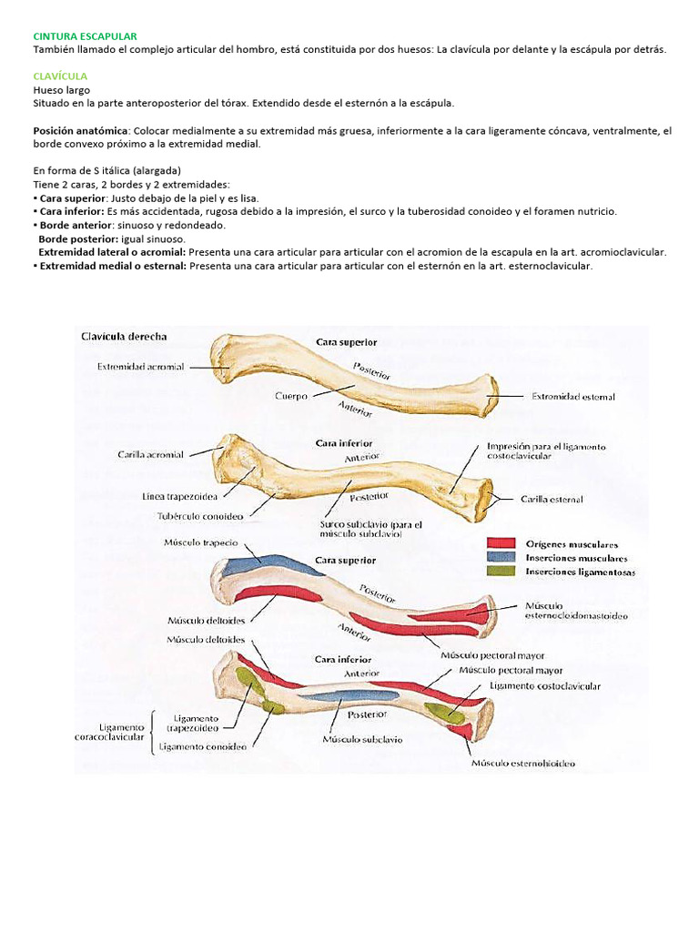 Anatomía de la Cintura Escapular | PDF | Sistema esquelético ...