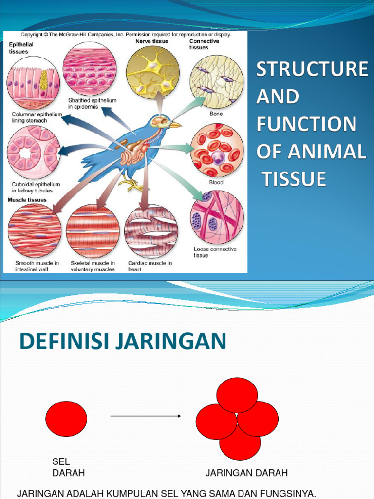 Structure and Function of Animal Tissue | Download Free PDF ...
