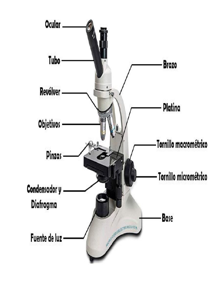 Partes Del Microscopio Compuesto | PDF