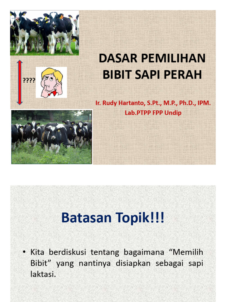 Panduan Memilih Bibit Sapi Perah | PDF