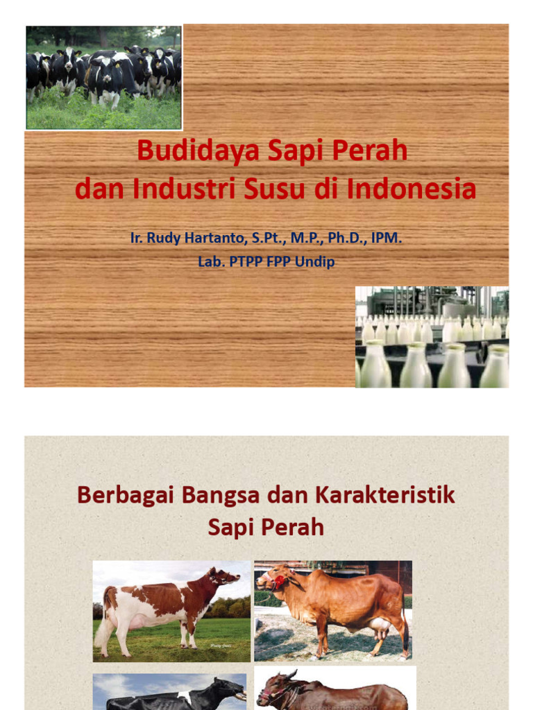 02 PTP-Budidaya Sapi Perah | PDF