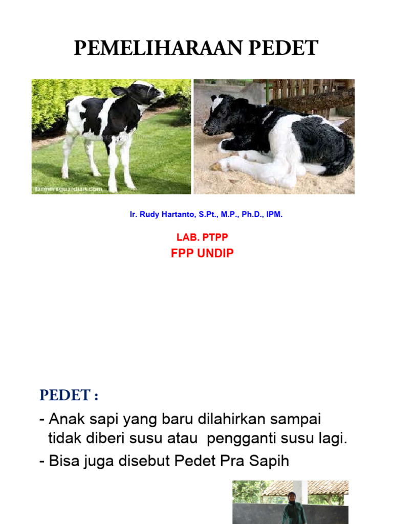 Pemeliharaan Pedet | PDF