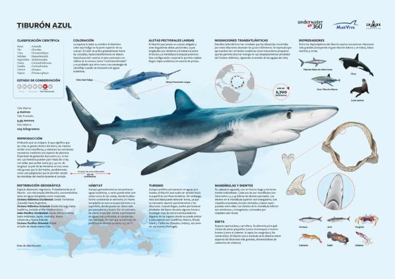 Infografia Tiburon Azul 1 | PDF