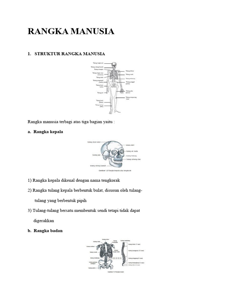 Rangka Manusia | PDF