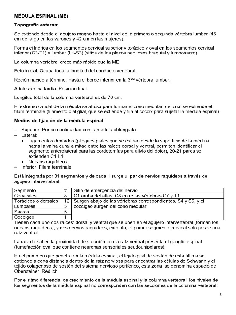 Anatomía de la Médula Espinal | PDF | Médula espinal | Materia gris