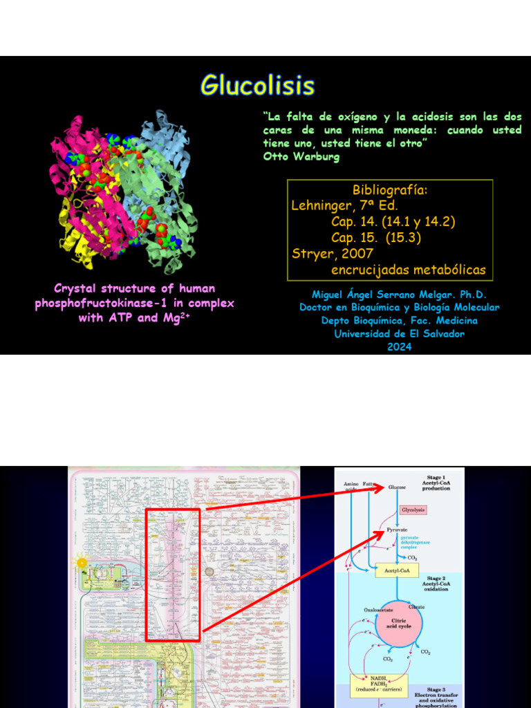 Glucolisis 2024-1 | PDF | Trifosfato de adenosina | Metabolismo