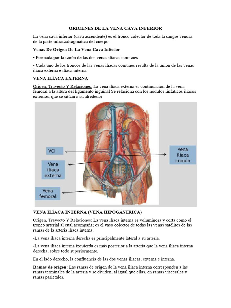 Origenes de La Vena Cava Inferior | PDF | Vena | Vagina