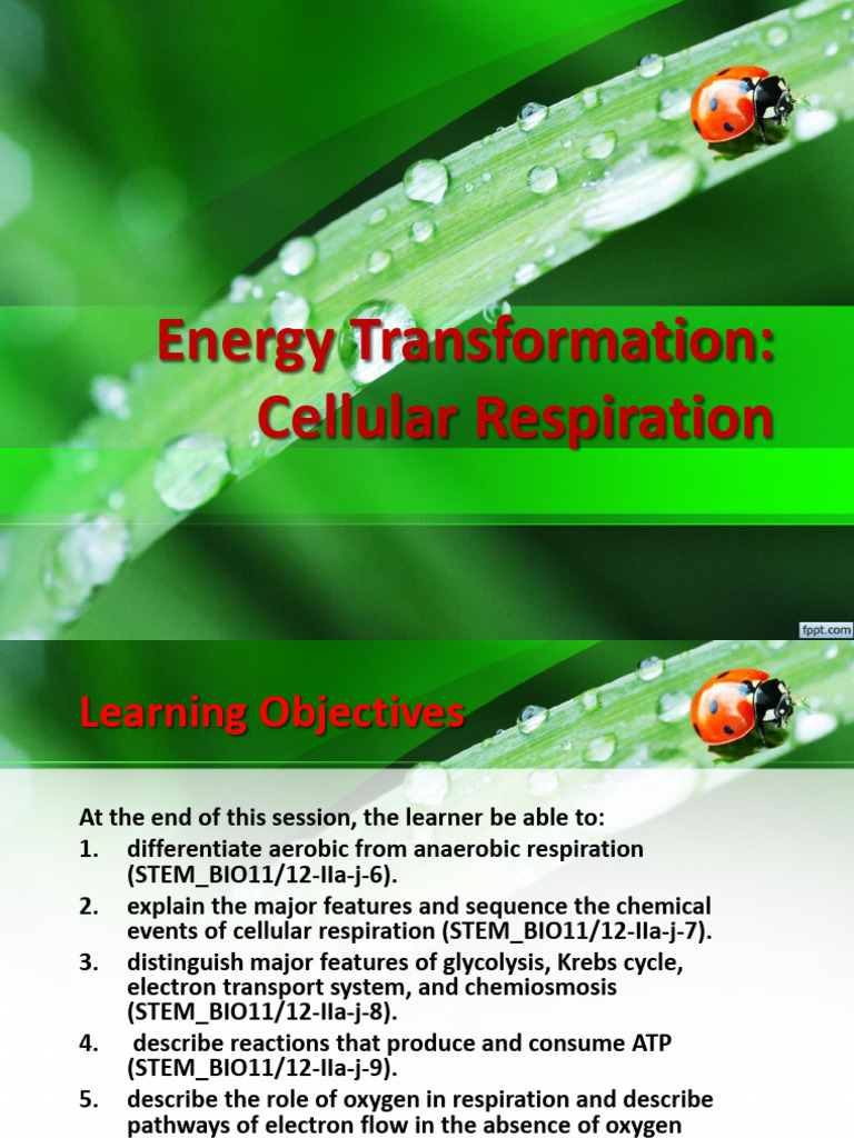 Session No. 3.2. Energy Transformation Cellula | PDF | Cellular ...