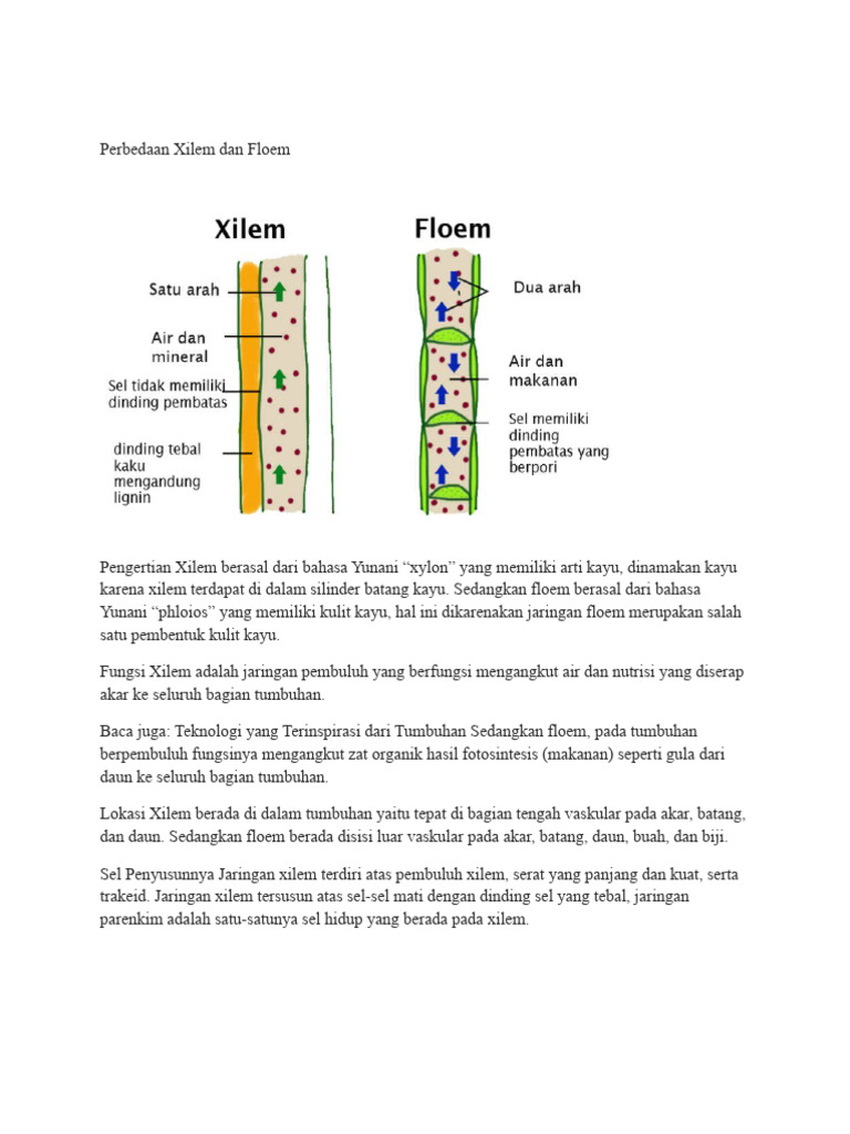 Perbedaan Xilem Dan Floem TRIVENA | PDF