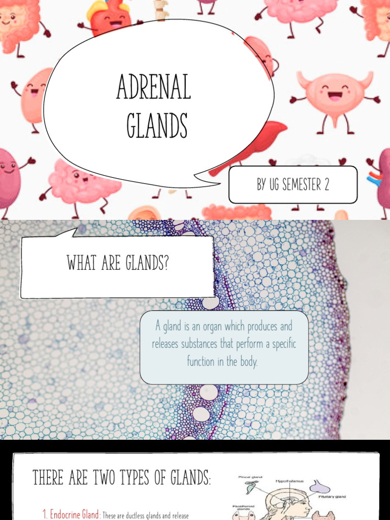 Adrenal Glands | PDF | Adrenal Gland | Hypothalamic–Pituitary–Adrenal Axis