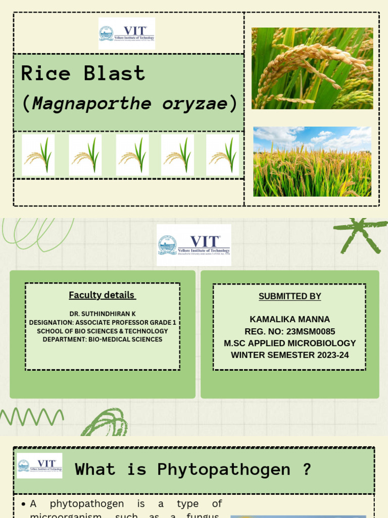 Rice Blast (Magnaporthe Oryzae) - Compressed | PDF | Organisms | Branches Of Botany