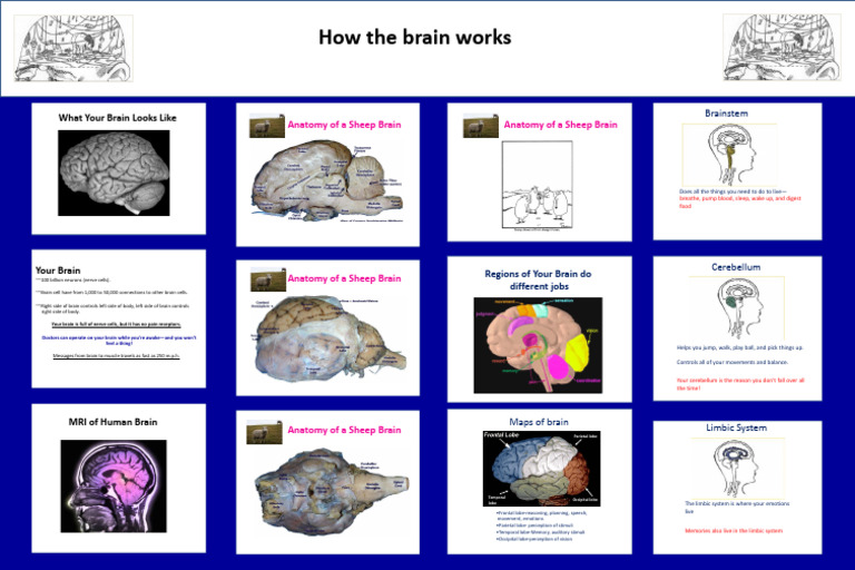 How The Brain Works | PDF | Brain | Temporal Lobe
