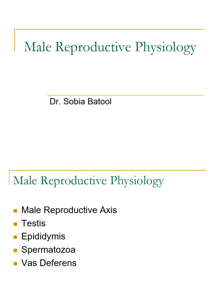 Male Reproductive Physiology Overview | PDF | Luteinizing Hormone ...