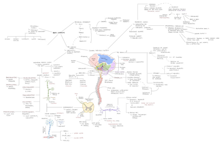 IB Biology HL C3.1 Body Systems Notes | PDF