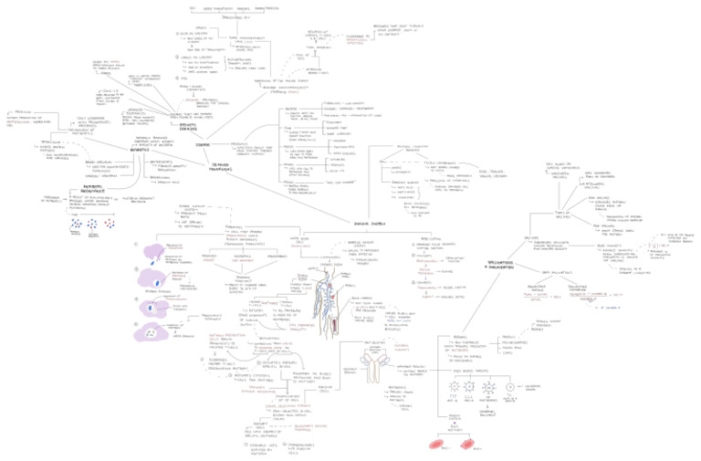 IB Biology HL C3.2 Defense Against Disease Notes | PDF