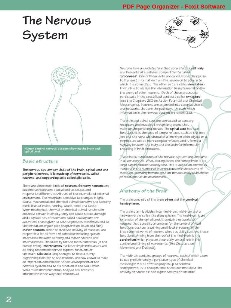 Neuroscience Research Paper 3 | PDF | Neuron | Chemical Synapse
