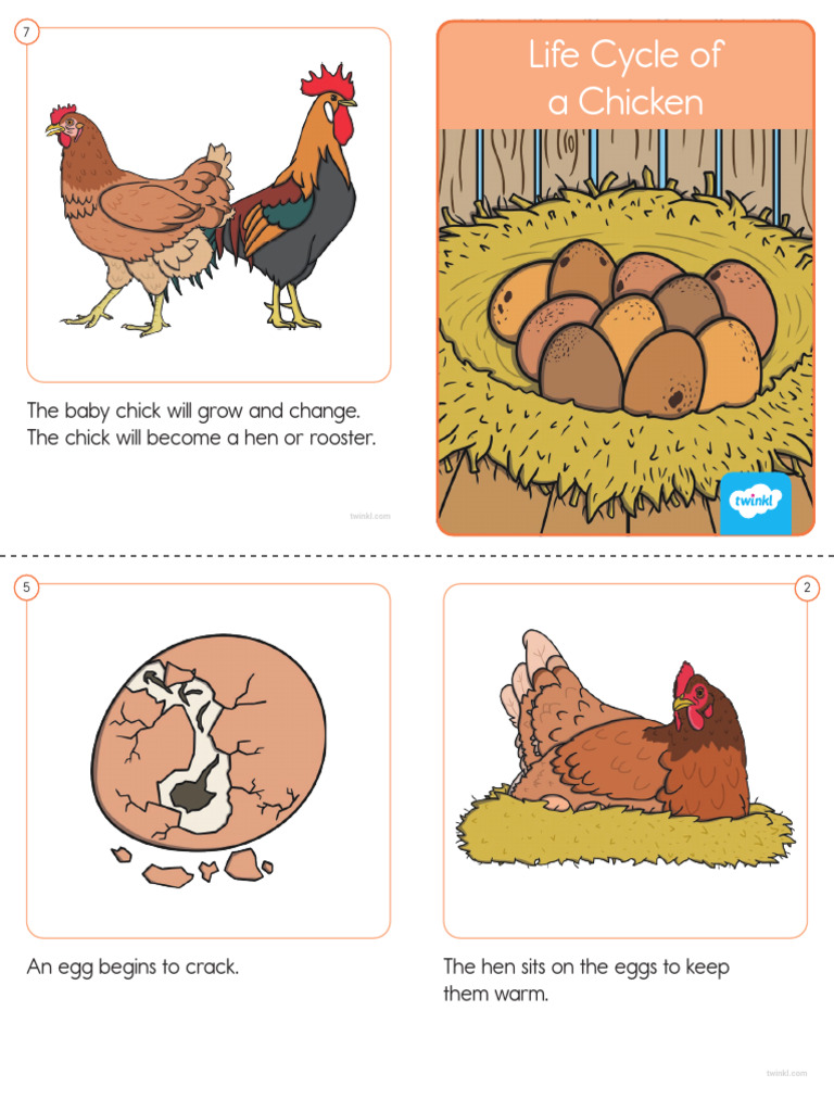 Life Cycle of A Chicken Emergent Reader Us S 153 - Ver - 1 | PDF
