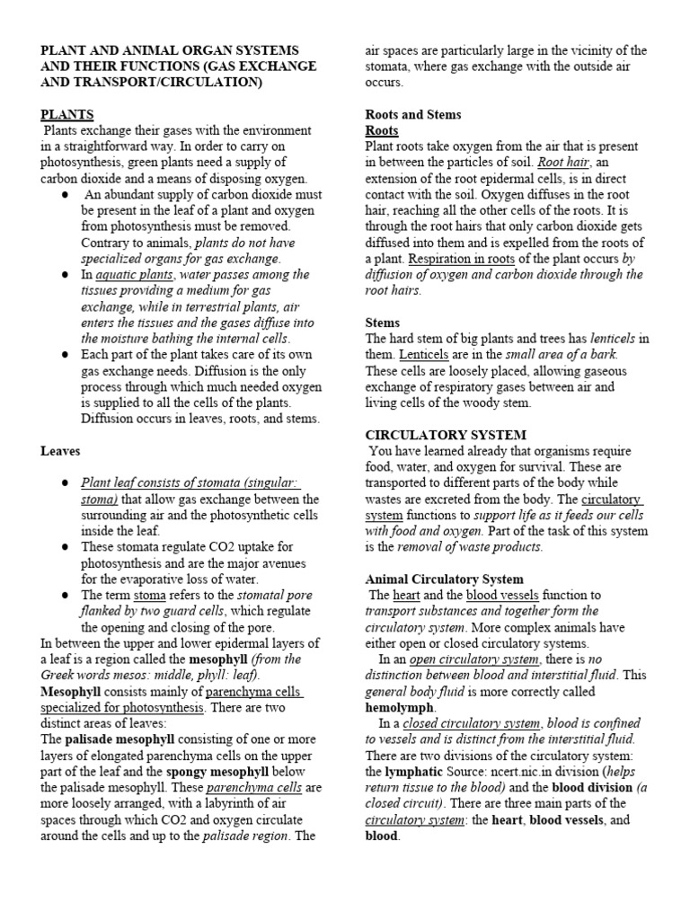 Circulatory System Pdf Heart Blood