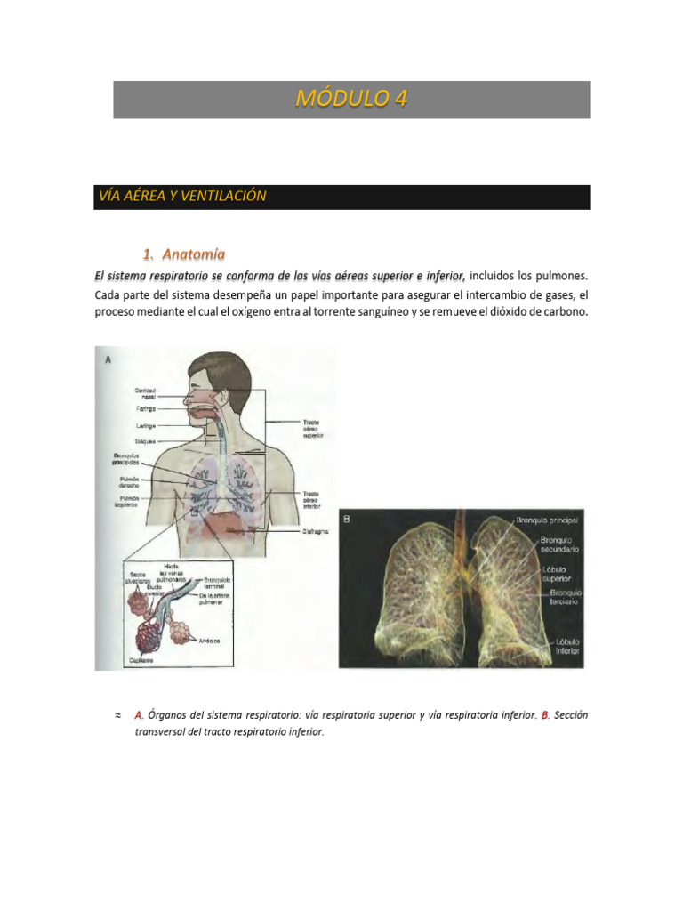 Módulo 4 Via Aerea y Ventilacion | PDF | Pulmón | Respiración