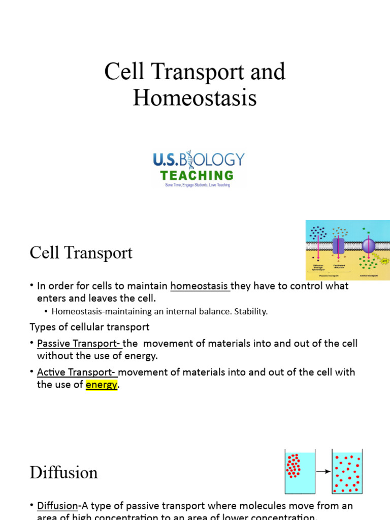 Cell Transport and Homeostasis PPT USBT | PDF | Osmosis | Cell Membrane